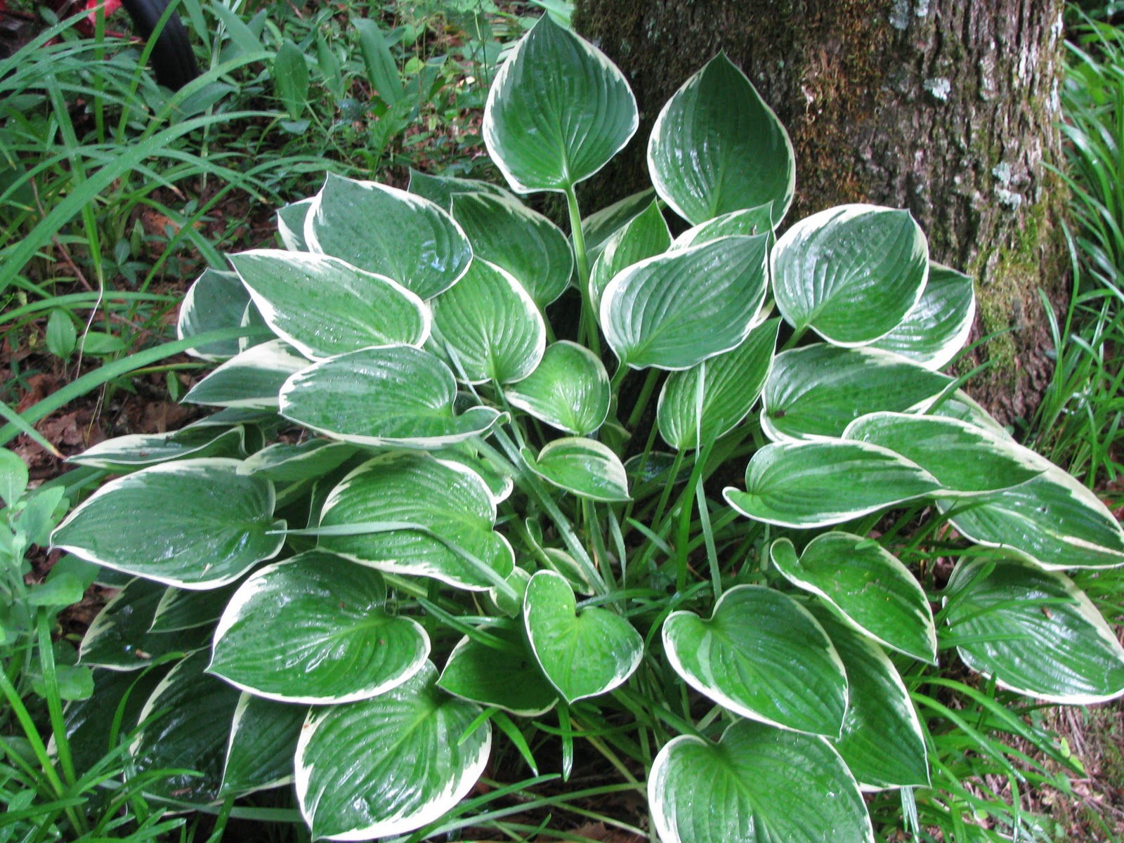 Hostas